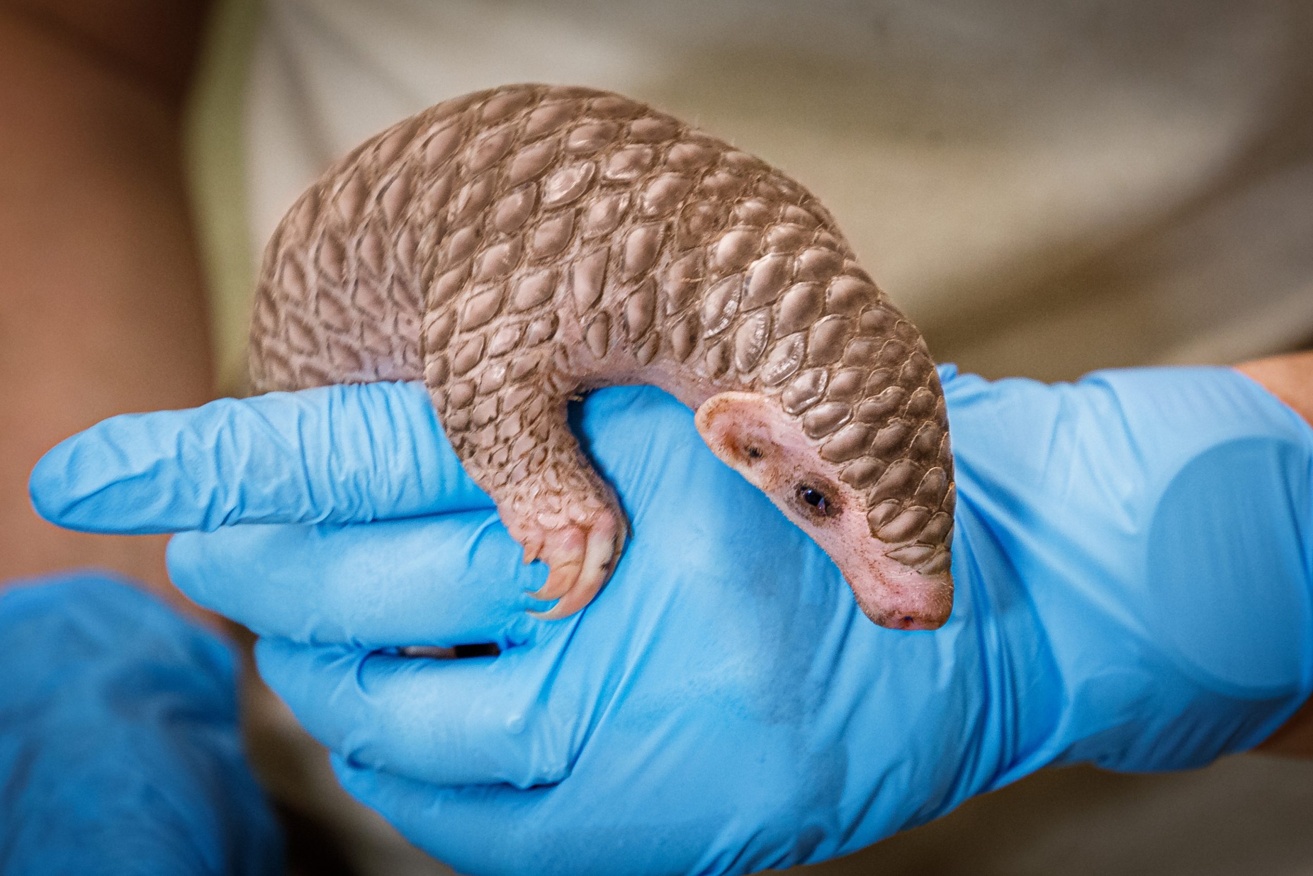 Pangolin Diplomacy: How Taiwan’s Pangolins Came to Prague - Domino Theory