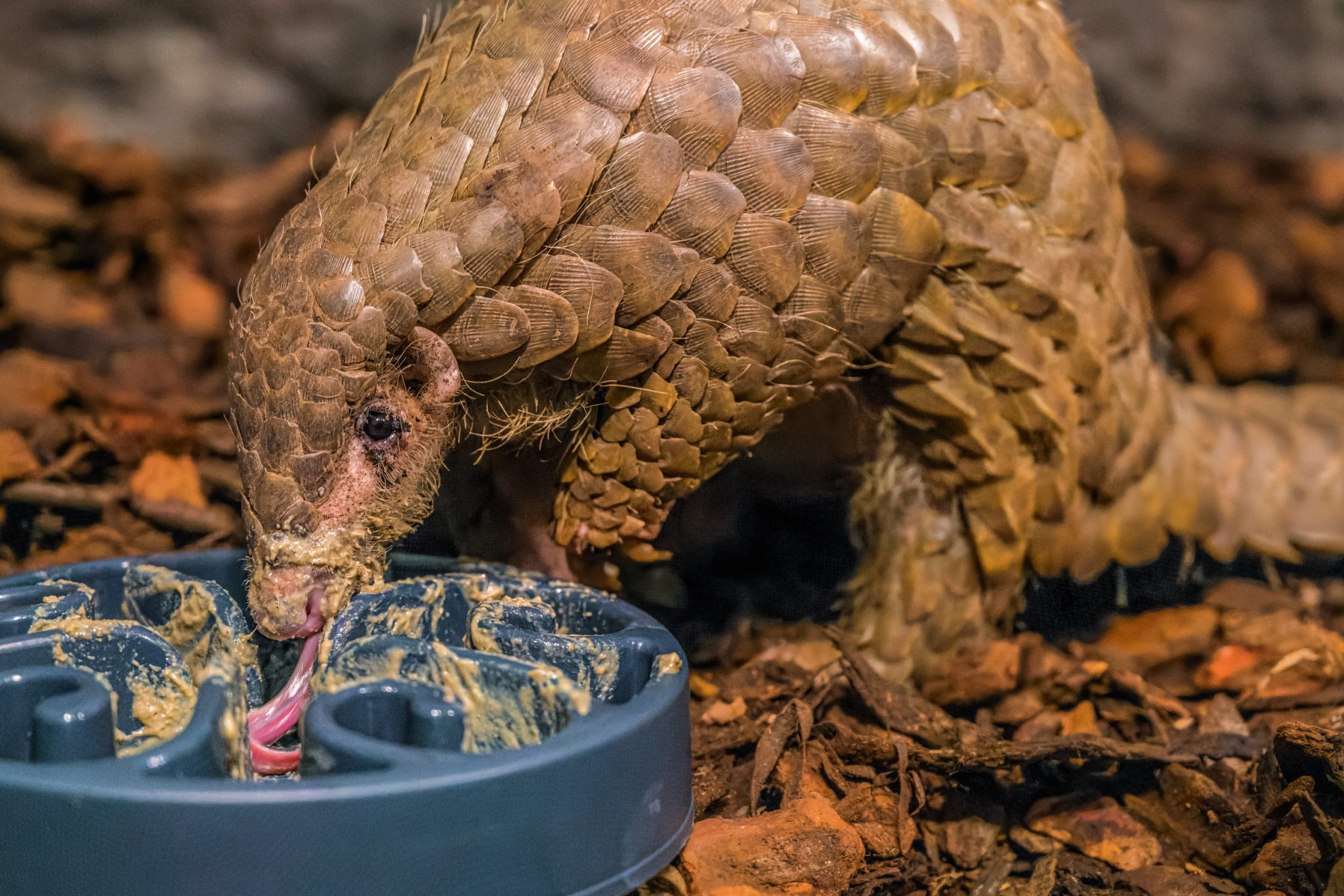 Pangolin Diplomacy: How Taiwan’s Pangolins Came to Prague - Domino Theory