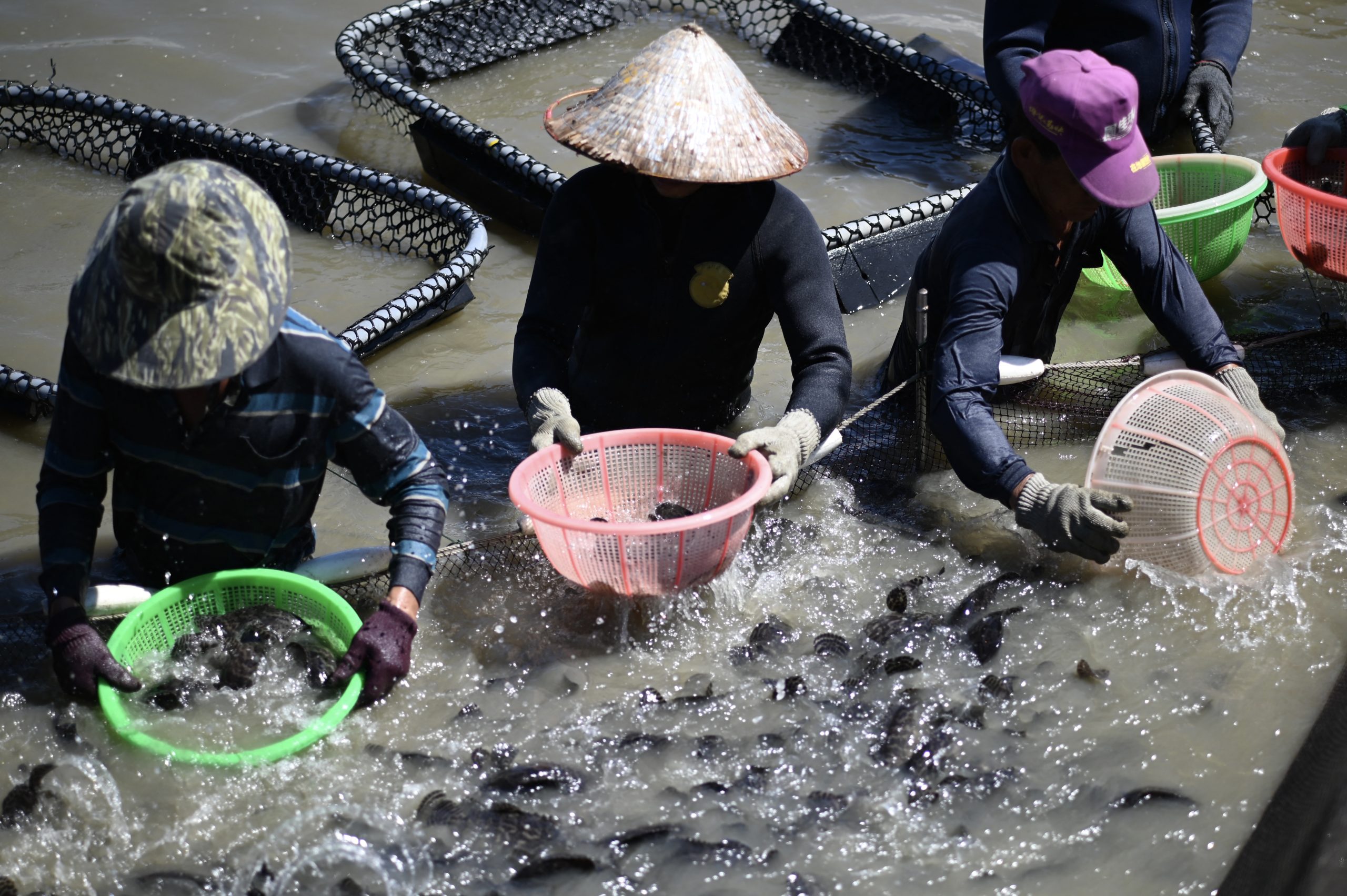 Taiwan’s Fish Farmers Feel the Sting of Trump’s Trade War - Domino Theory
